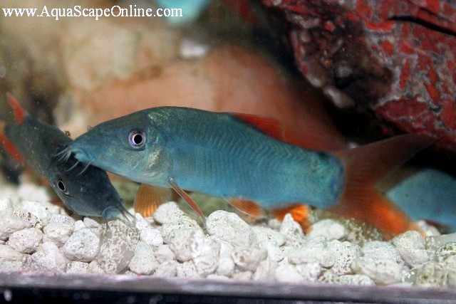 Redtail Blue Botia 2" (Yasuhikotakia modesta) - Product View